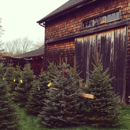 Contact - Dart's Christmas Tree Farm