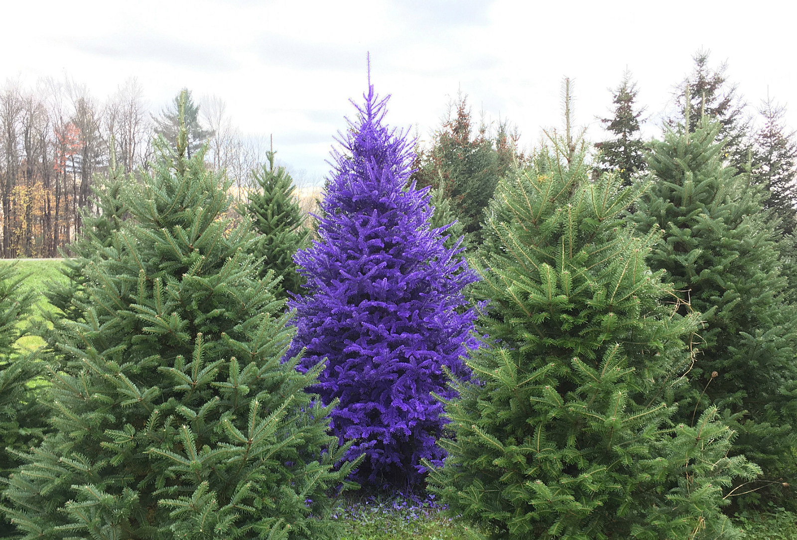 Darts Trees - Dart's Christmas Tree Farm